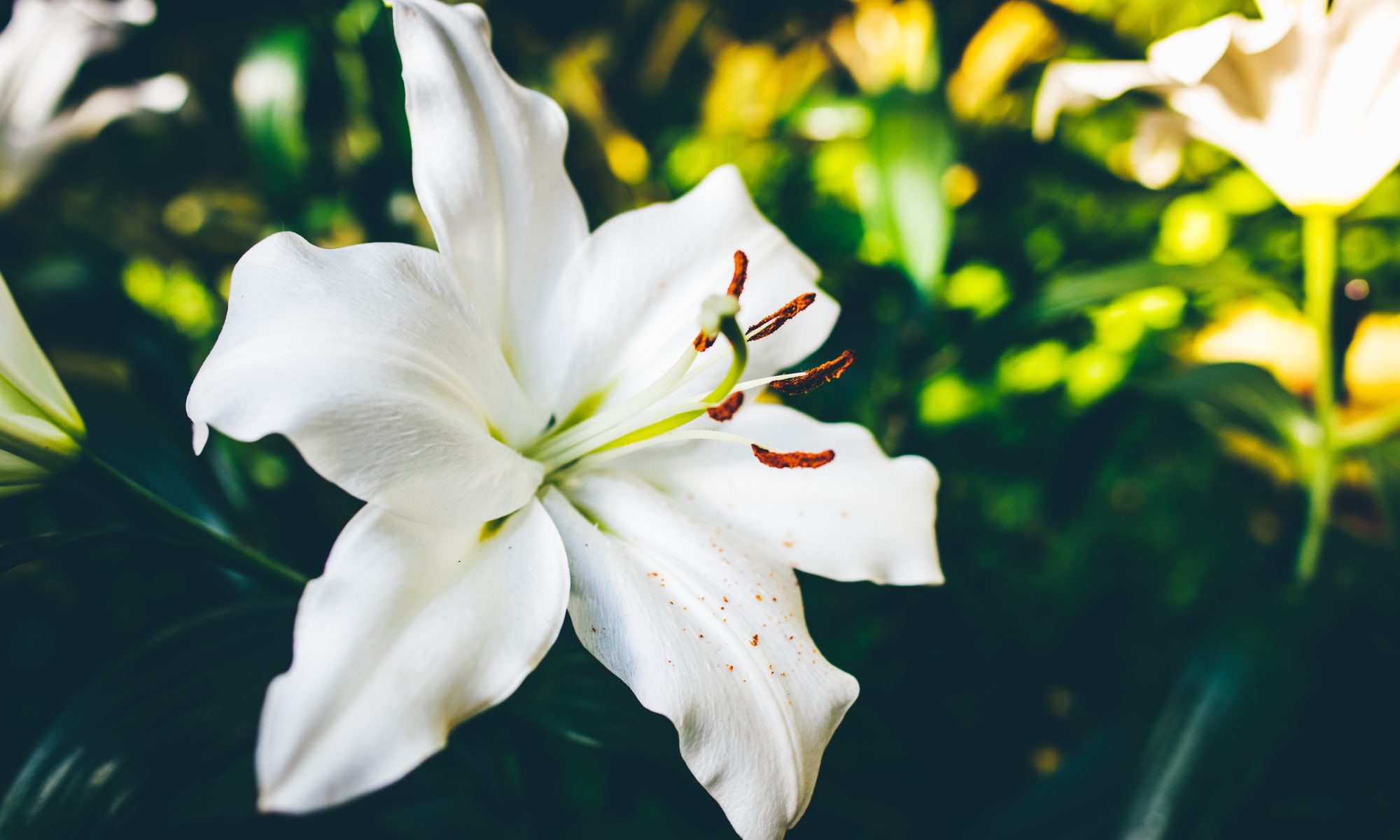 Obituaries for Week of June 4 - Hurricane Breeze Newspaper